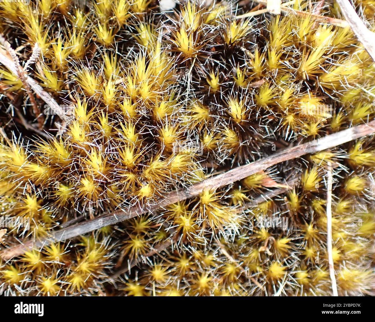 Heath Star-moss (Campylopus introflexus) Plantae Stock Photo - Alamy