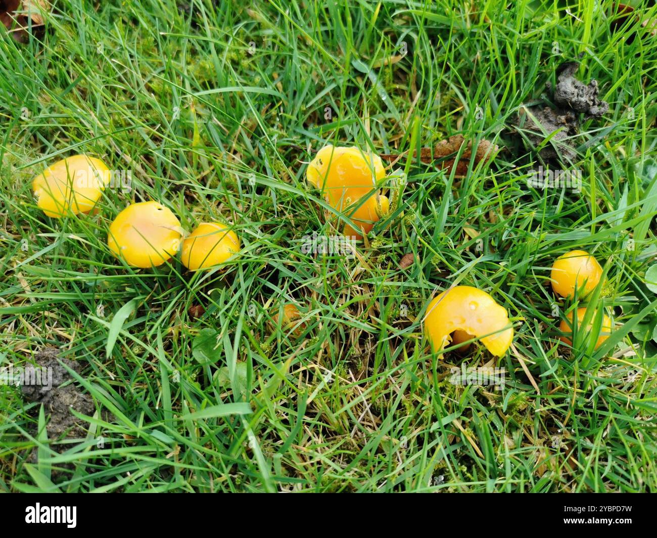 Ceracea hi-res stock photography and images - Alamy