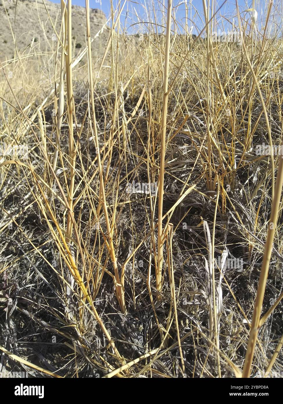 Sand Reedgrass (Sporobolus rigidus) Plantae Stock Photo - Alamy