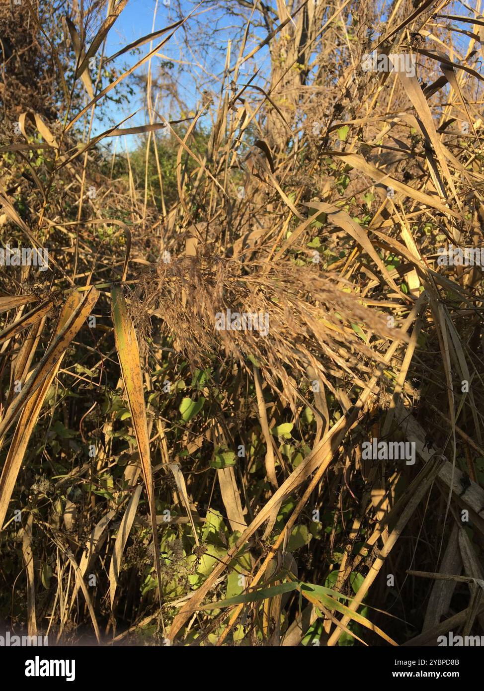 common reed (Phragmites australis) Plantae Stock Photo - Alamy