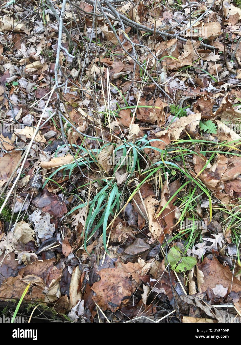 Wood Millet (Milium effusum) Plantae Stock Photo - Alamy