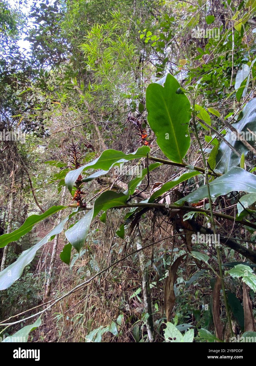 gingers, bananas, and allies (Zingiberales) Plantae Stock Photo - Alamy