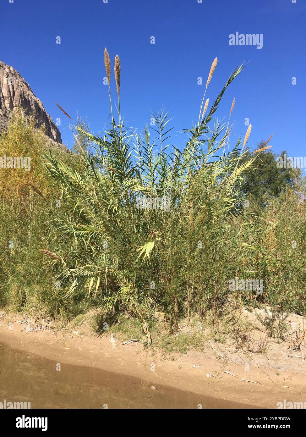 giant reed (Arundo donax) Plantae Stock Photo - Alamy