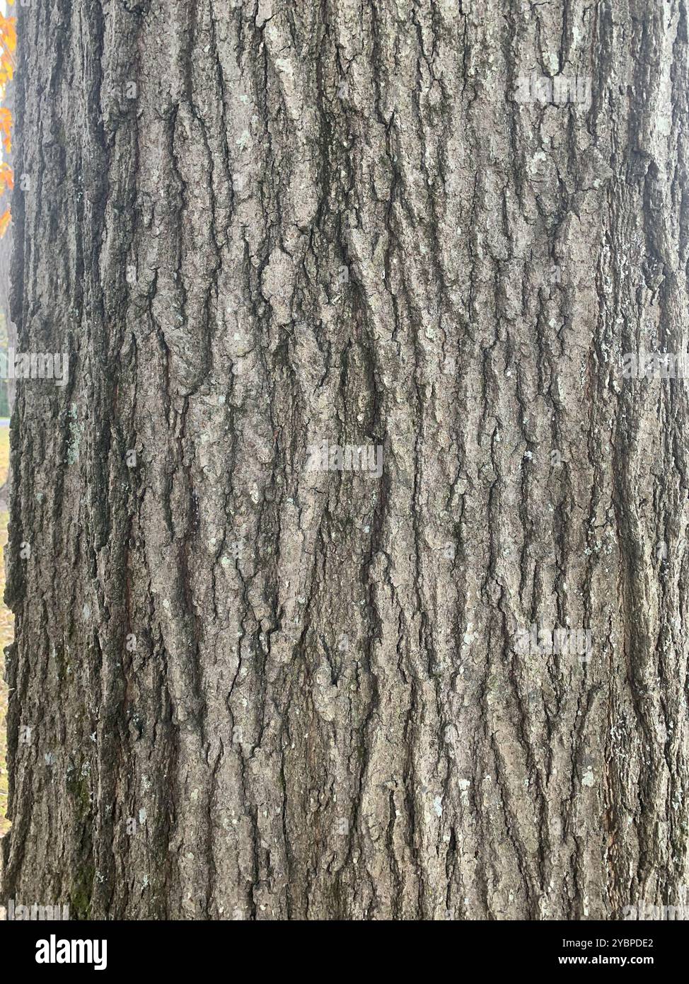 shingle oak (Quercus imbricaria) Plantae Stock Photo - Alamy