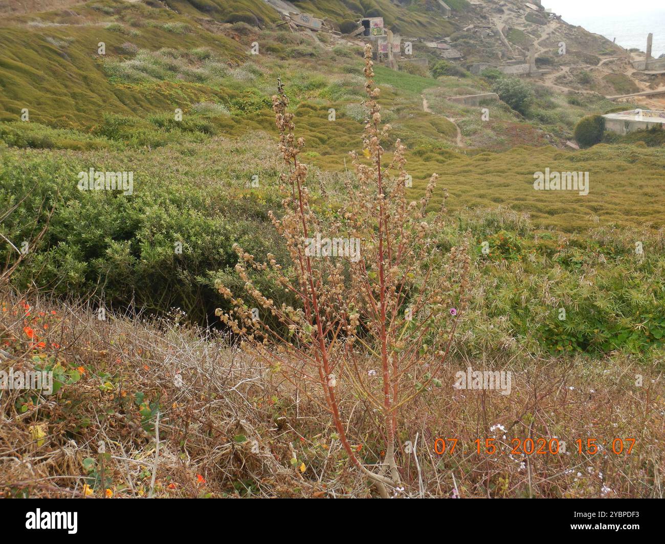 Tree Mallow (Malva arborea) Plantae Stock Photo - Alamy