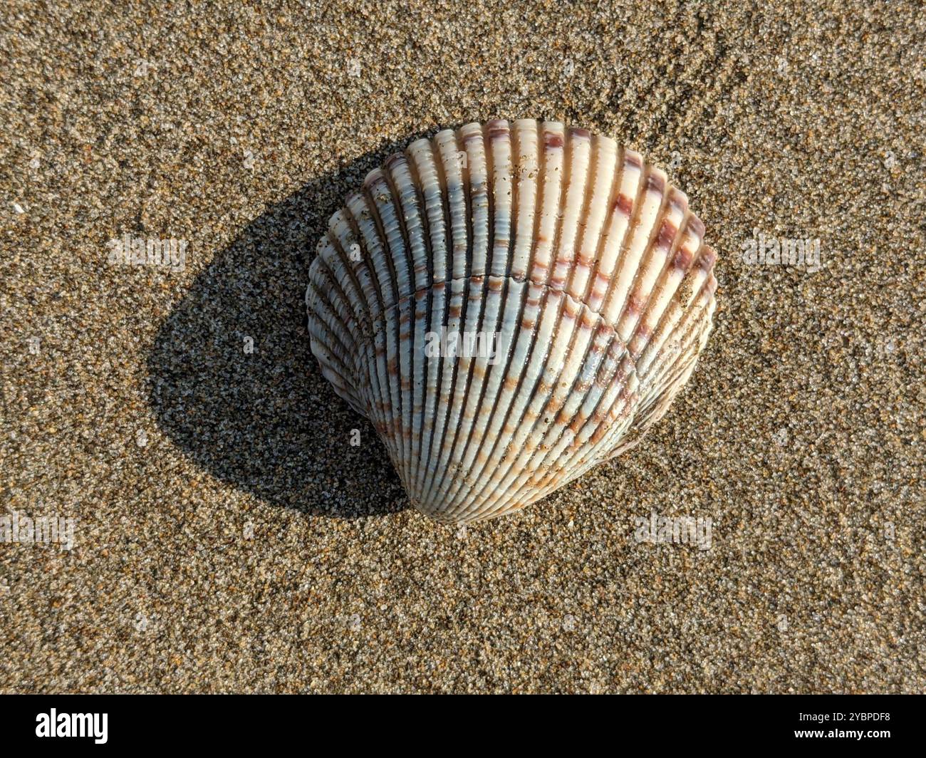 Nuttall's Cockle (Clinocardium nuttallii) Mollusca Stock Photo - Alamy