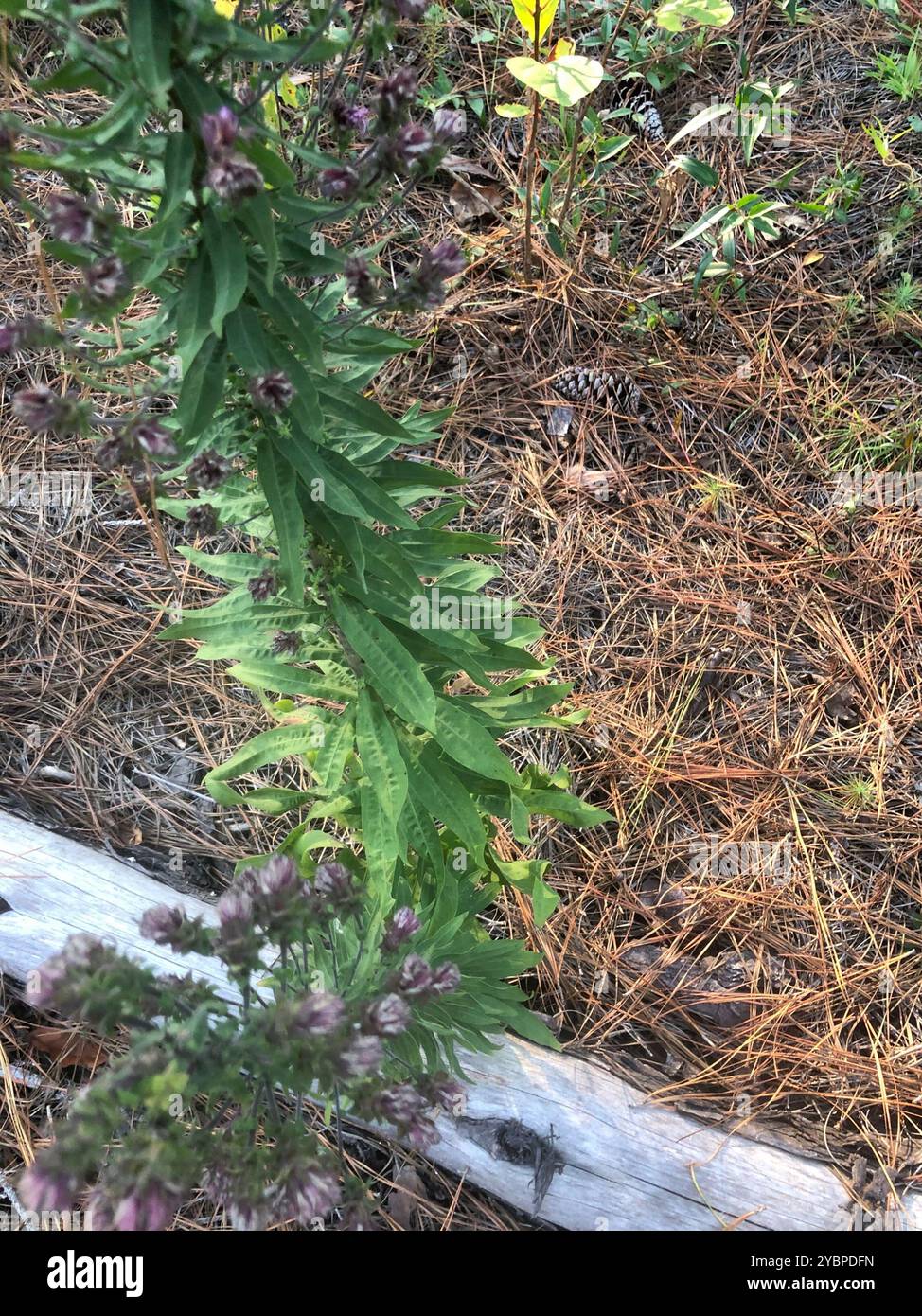 Appalachian blazing star (Liatris squarrulosa) Plantae Stock Photo - Alamy