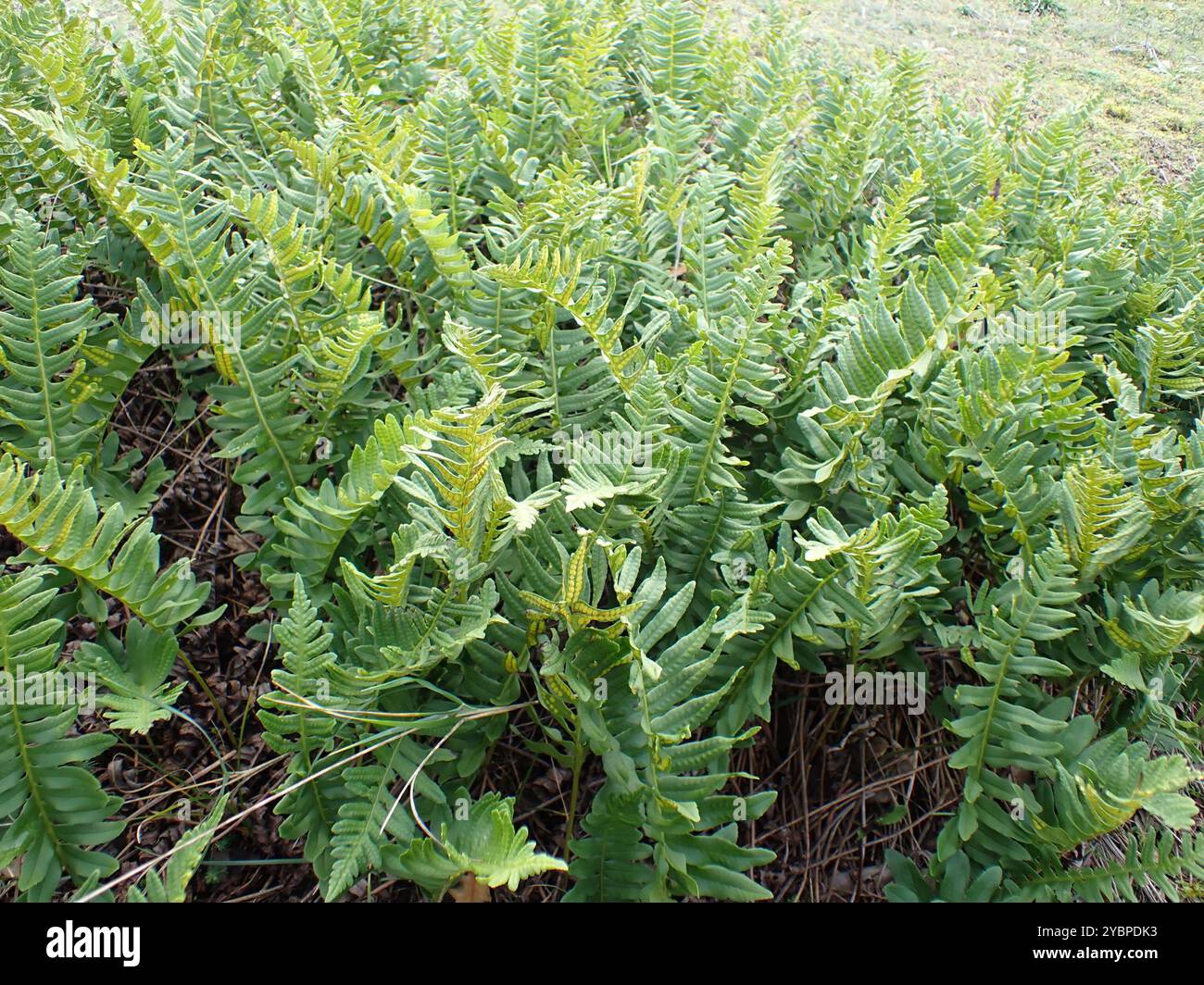 intermediate polypody (Polypodium interjectum) Plantae Stock Photo - Alamy