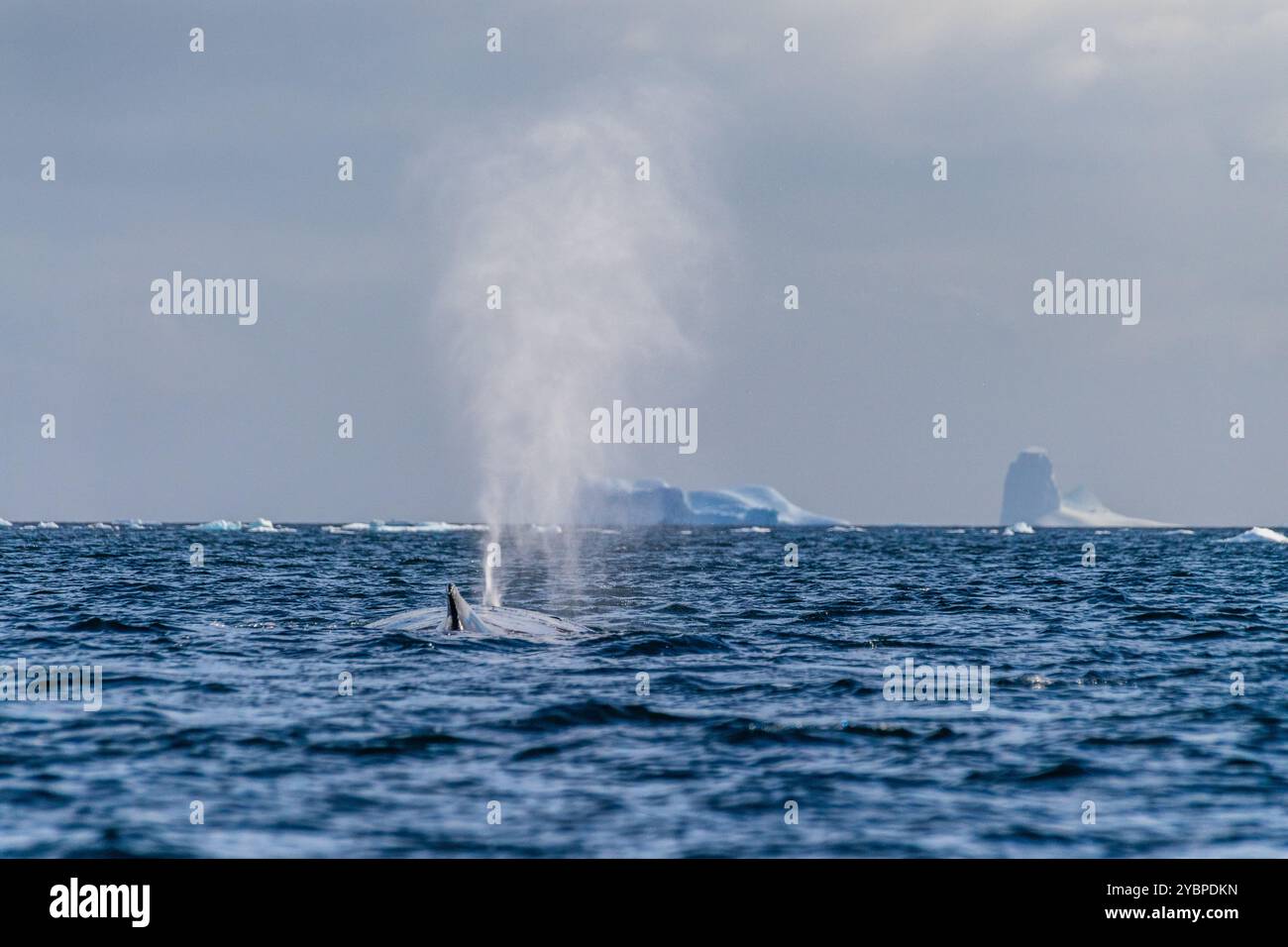 Close-up of the lateral fin of a sleeping Humpback Whale -Megaptera ...
