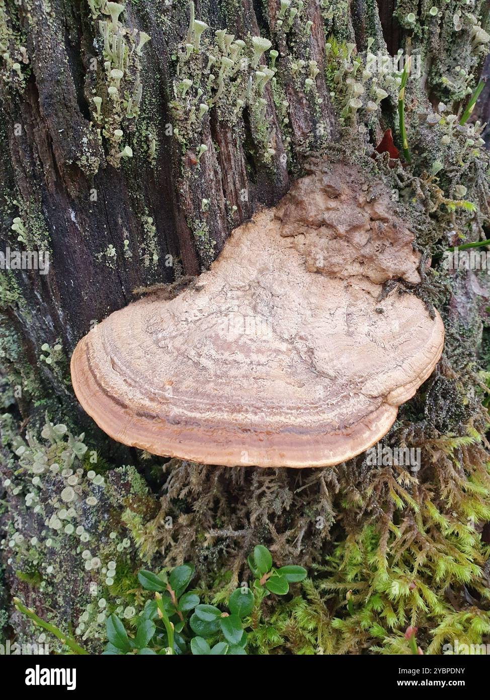 Oak mazegill (Fomitopsis quercina) Fungi Stock Photo - Alamy