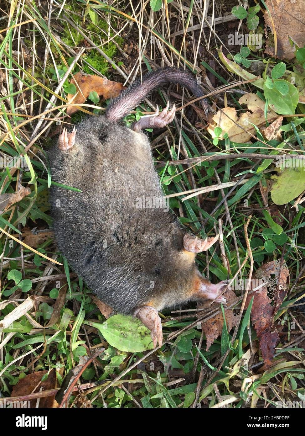 Star-nosed Mole (Condylura cristata) Mammalia Stock Photo - Alamy