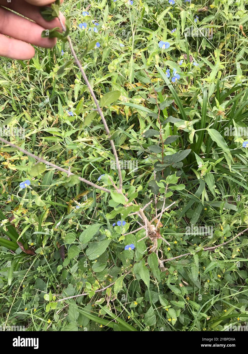 Stretchberry (Forestiera pubescens) Plantae Stock Photo - Alamy