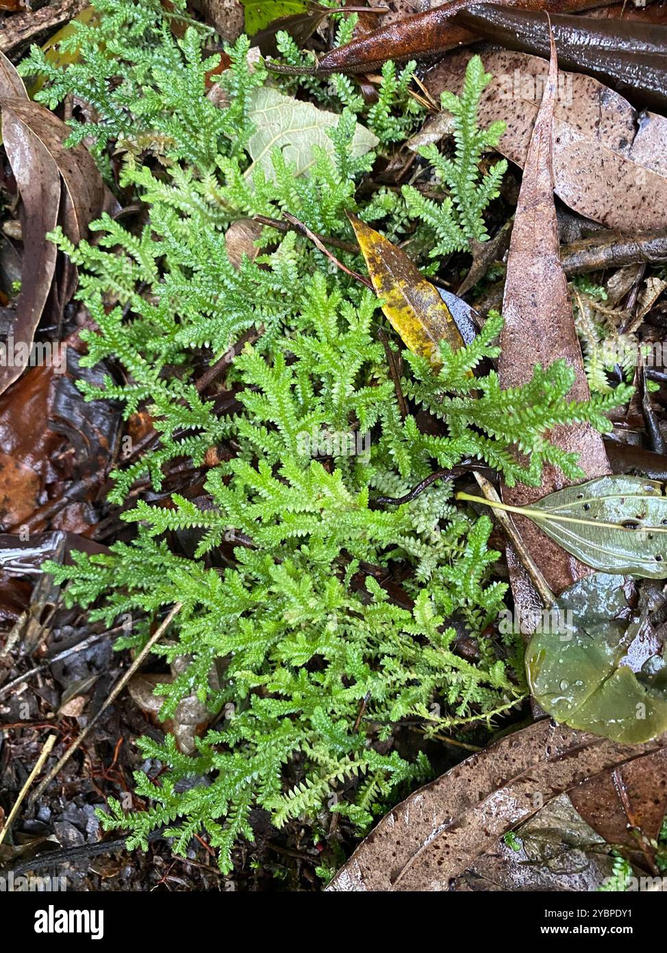 spikemosses (Selaginella) Plantae Stock Photo - Alamy