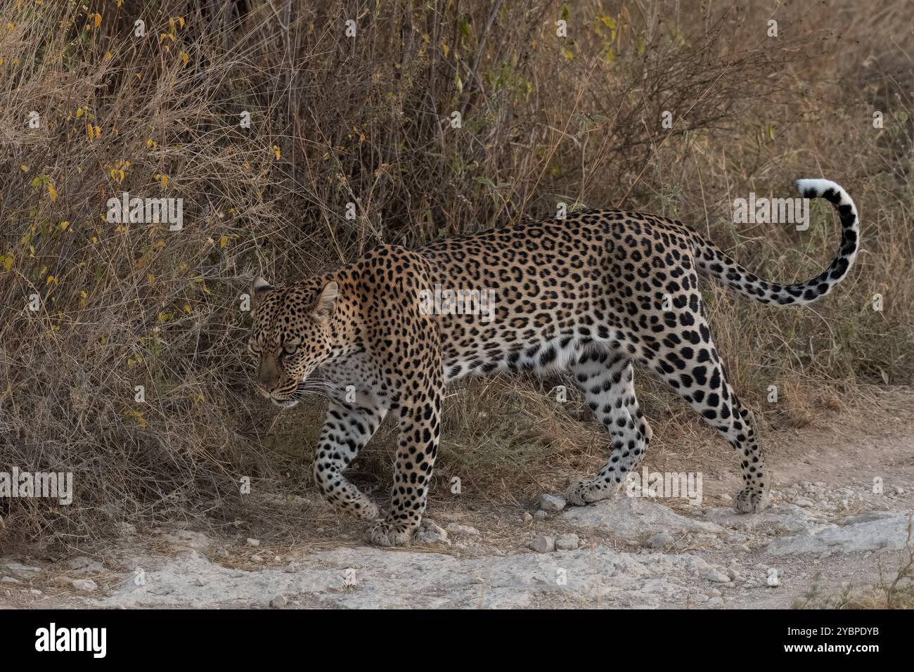 Young leopard, Panthera pardus, Felidae, Buffalo Spring Game Reserve ...