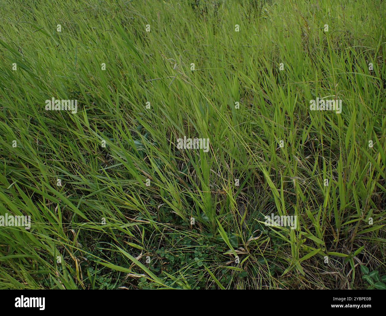 Bread Grass (Urochloa brizantha) Plantae Stock Photo - Alamy