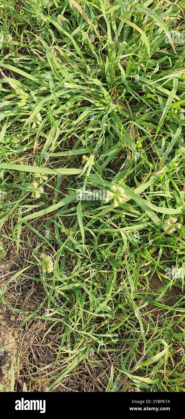 buttongrass (Dactyloctenium radulans) Plantae Stock Photo - Alamy