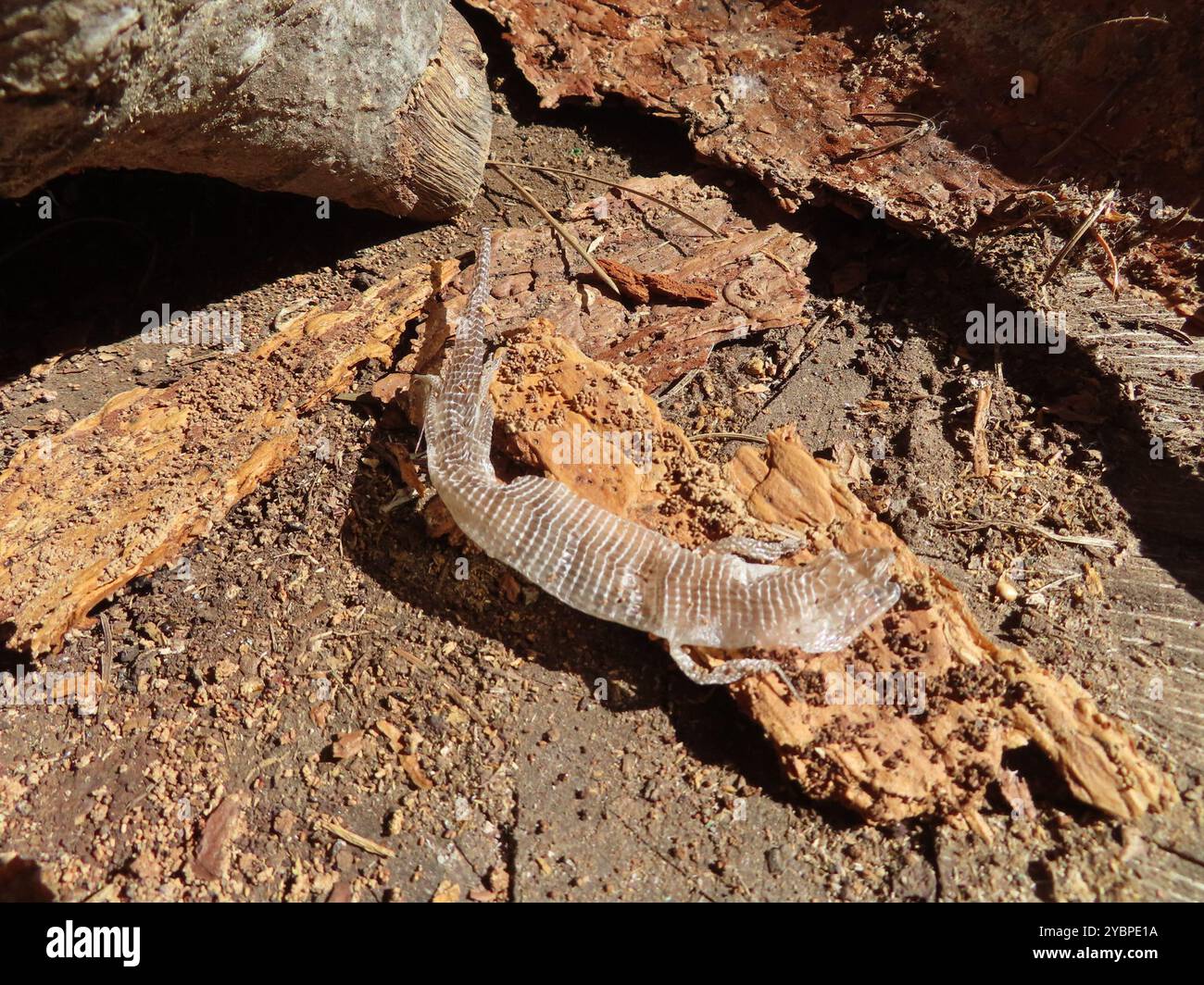 Western Alligator Lizards (Elgaria) Reptilia Stock Photo - Alamy