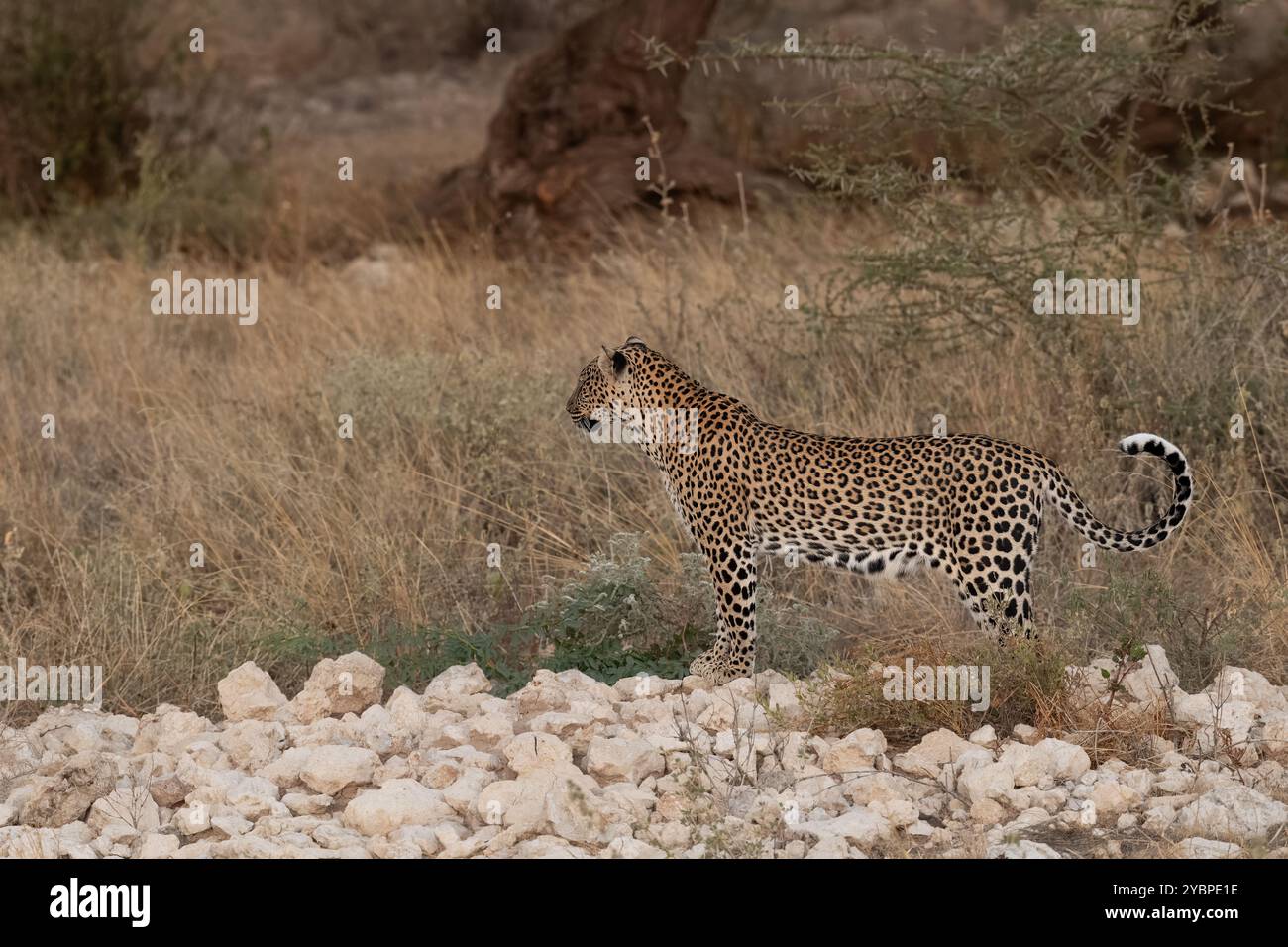 Young leopard, Panthera pardus, Felidae, Buffalo Spring Game Reserve ...