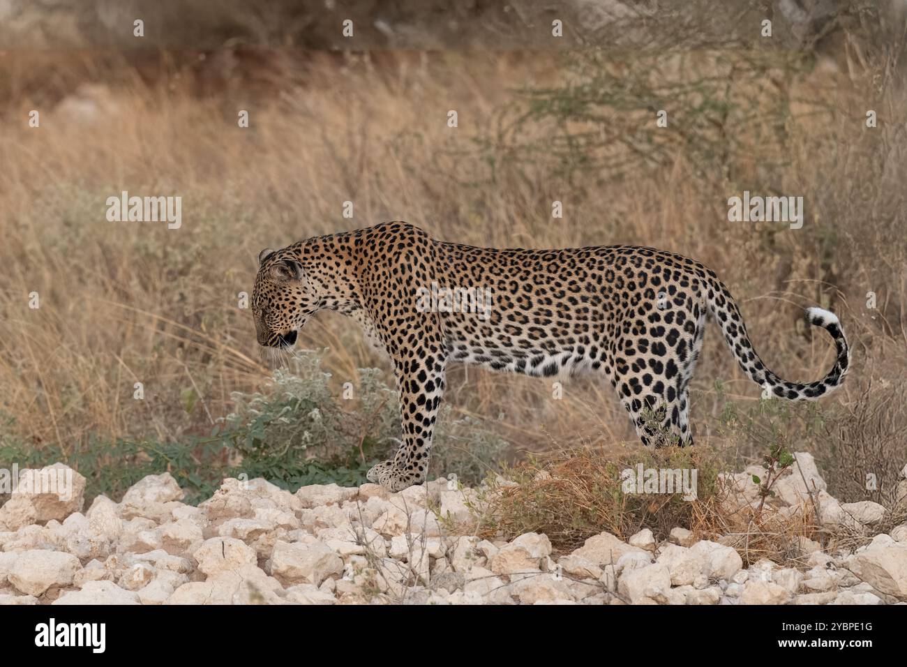 Young leopard, Panthera pardus, Felidae, Buffalo Spring Game Reserve ...