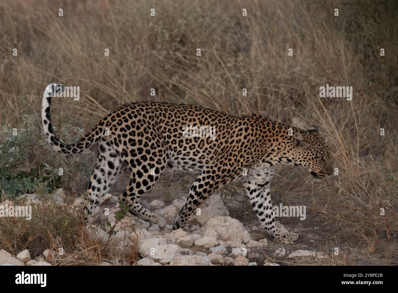 Young leopard, Panthera pardus, Felidae, Buffalo Spring Game Reserve ...