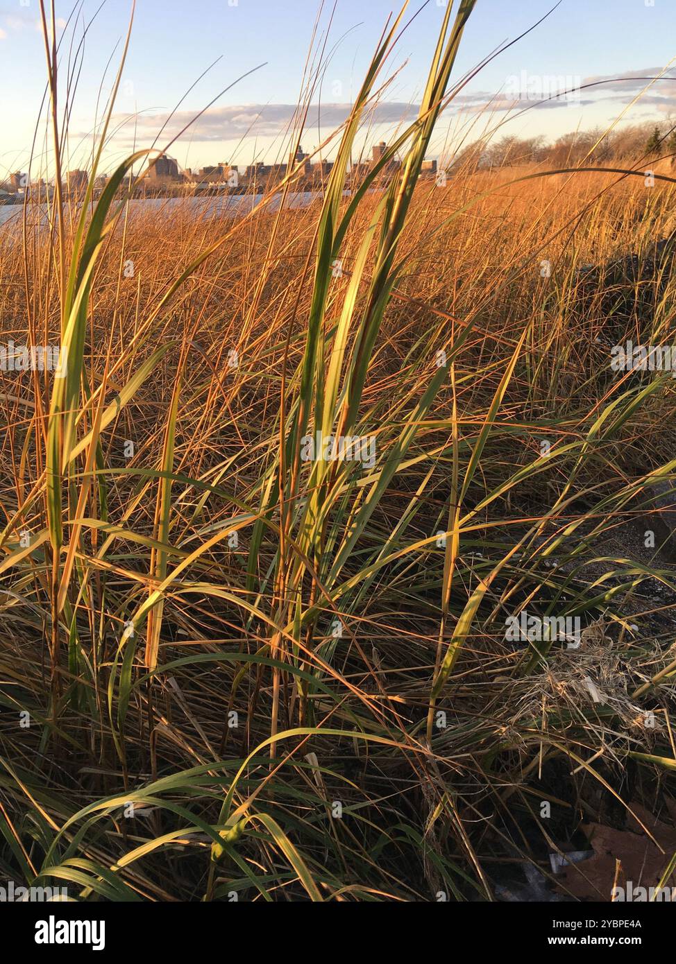 Saltmarsh Cordgrass (Sporobolus alterniflorus) Plantae Stock Photo - Alamy