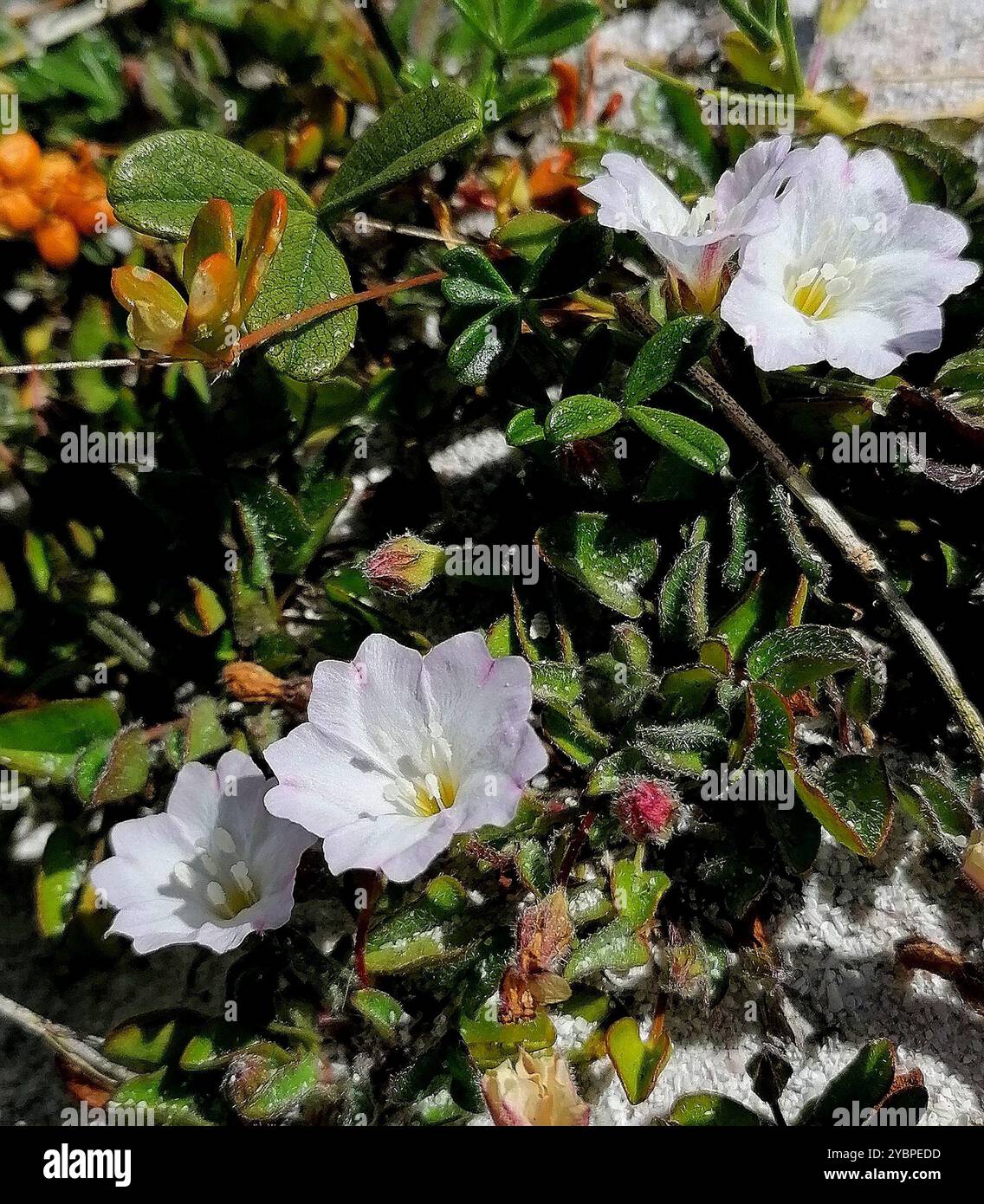 Pink Ear (Falkia repens) Plantae Stock Photo - Alamy