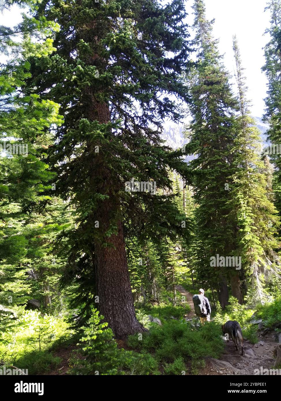 Engelmann spruce (Picea engelmannii) Plantae Stock Photo - Alamy