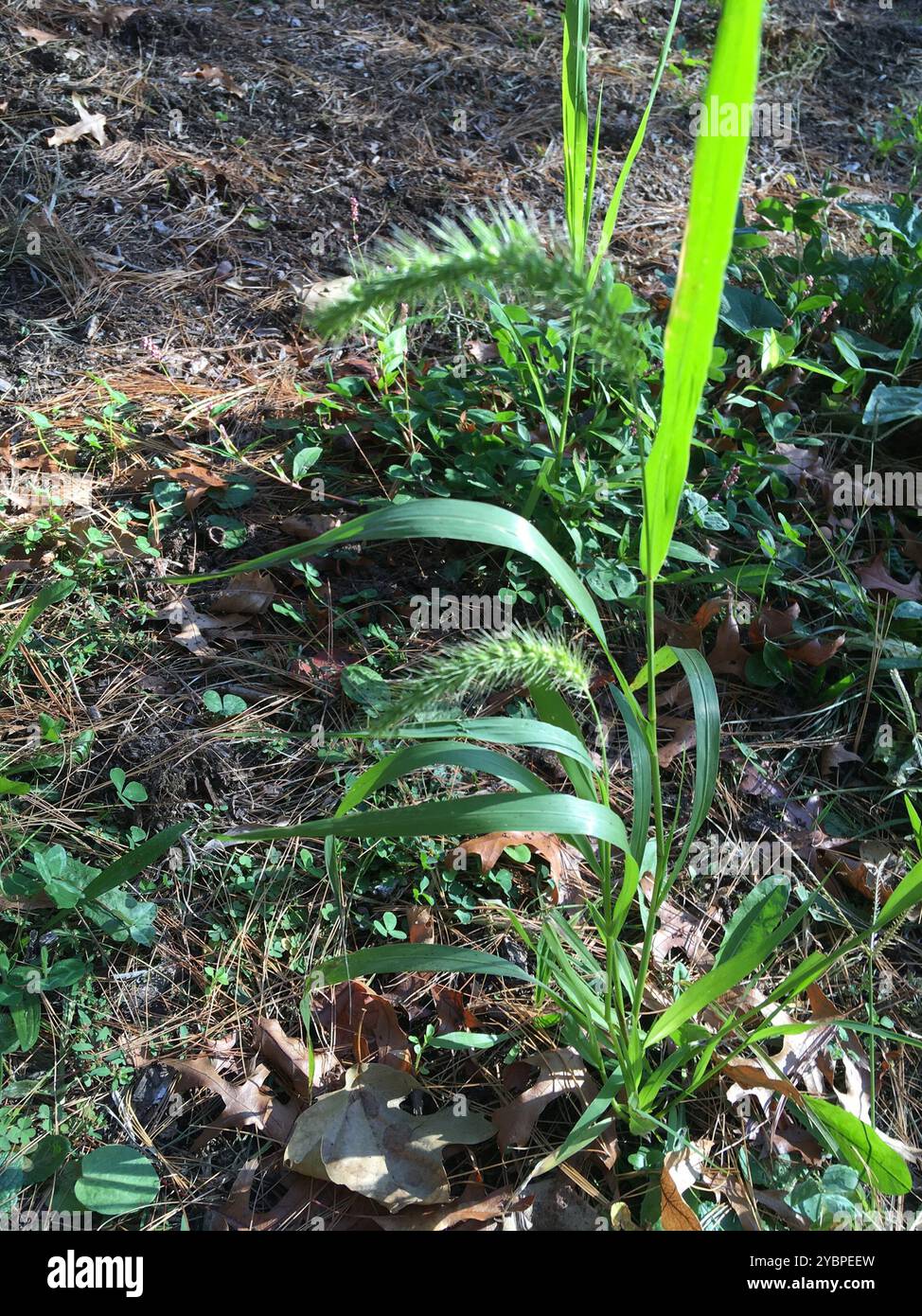 Green Bristle Grass (Setaria viridis) Plantae Stock Photo - Alamy