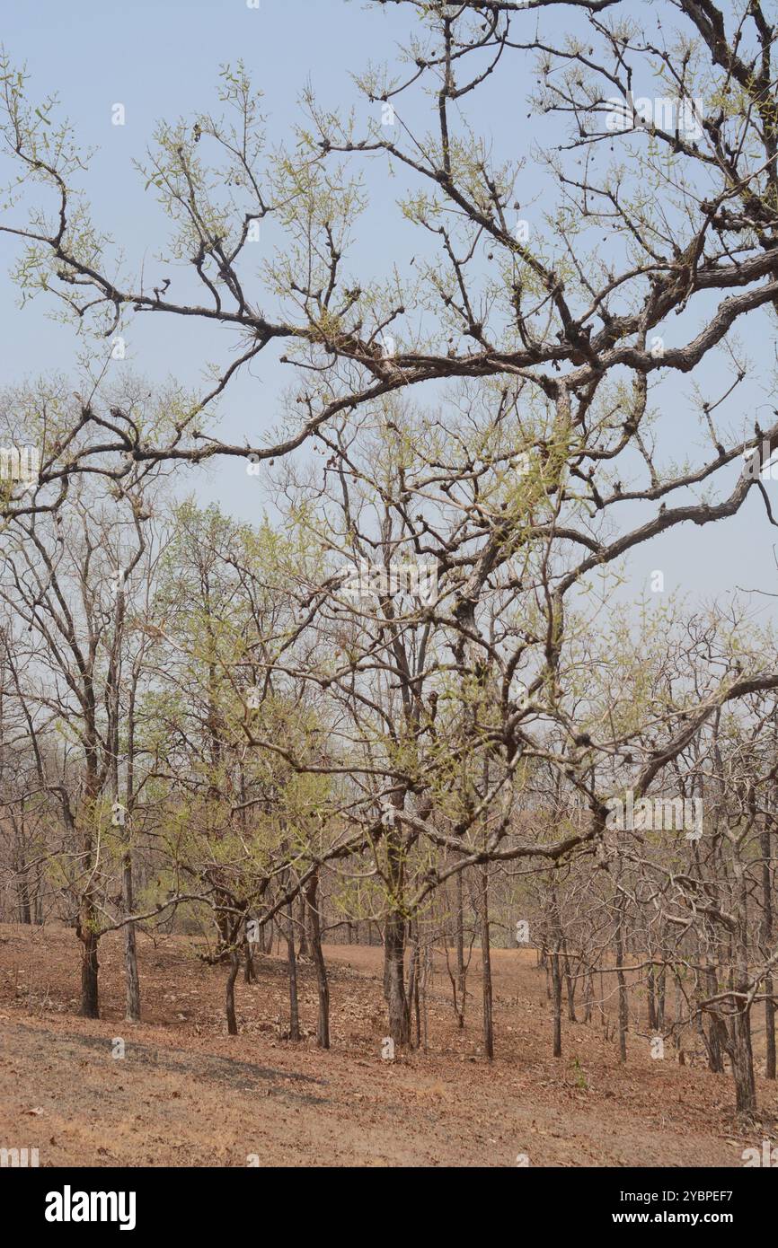 Lendia (Lagerstroemia parviflora) Plantae Stock Photo - Alamy