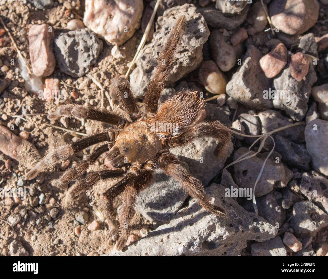 Texas Brown Tarantula (Aphonopelma hentzi) Arachnida Stock Photo - Alamy