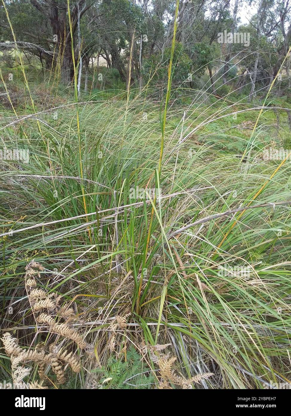 Red-fruit Saw-sedge (Gahnia sieberiana) Plantae Stock Photo - Alamy