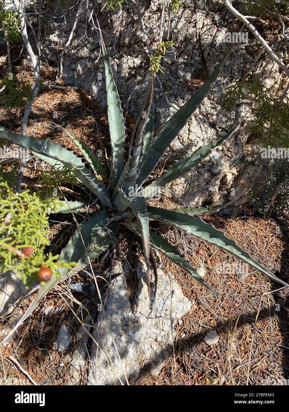 Palmers agave hi-res stock photography and images - Alamy