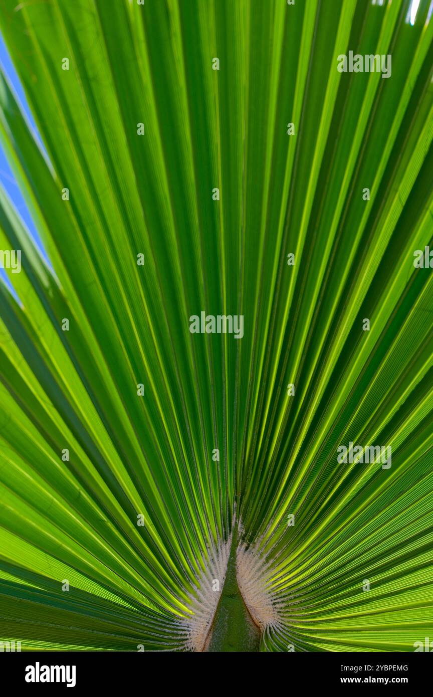 Fan outwards hi-res stock photography and images - Alamy