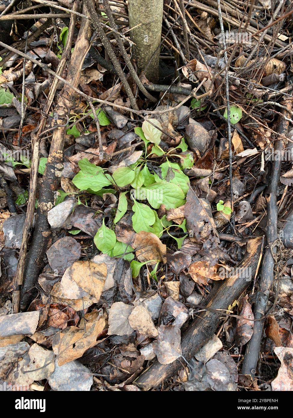 shinleaf (Pyrola elliptica) Plantae Stock Photo - Alamy
