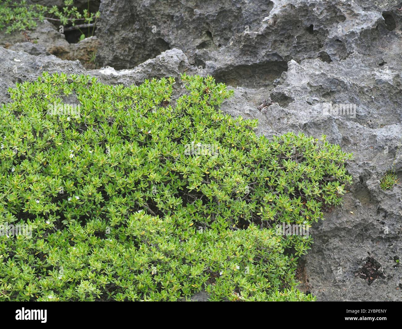 bantigue (Pemphis acidula) Plantae Stock Photo - Alamy