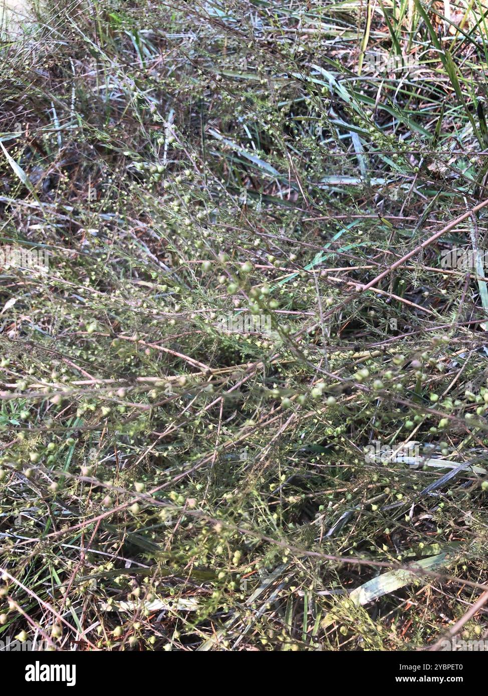 Yaupon Blacksenna (Seymeria cassioides) Plantae Stock Photo - Alamy