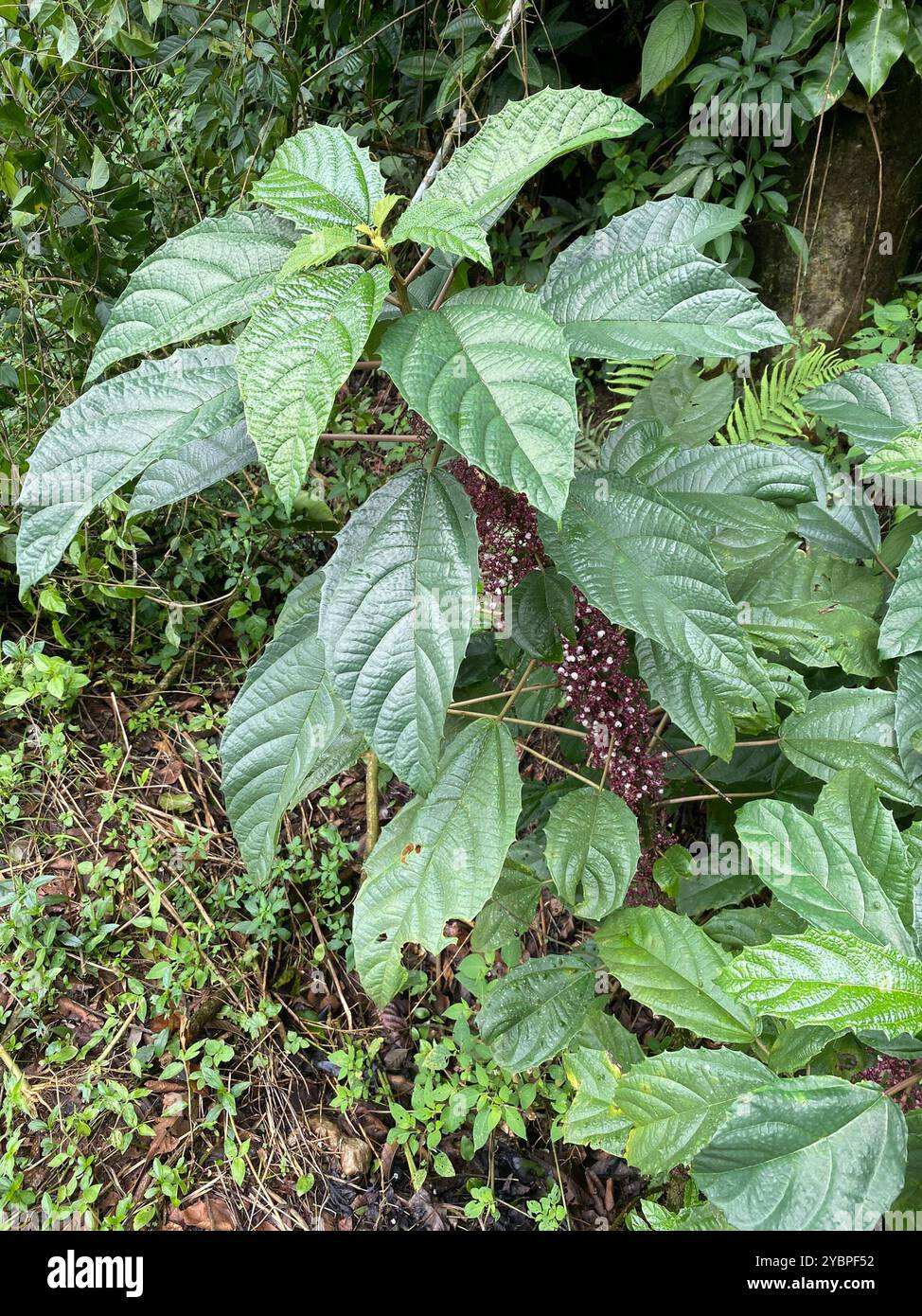 Scratchbush (Urera baccifera) Plantae Stock Photo - Alamy