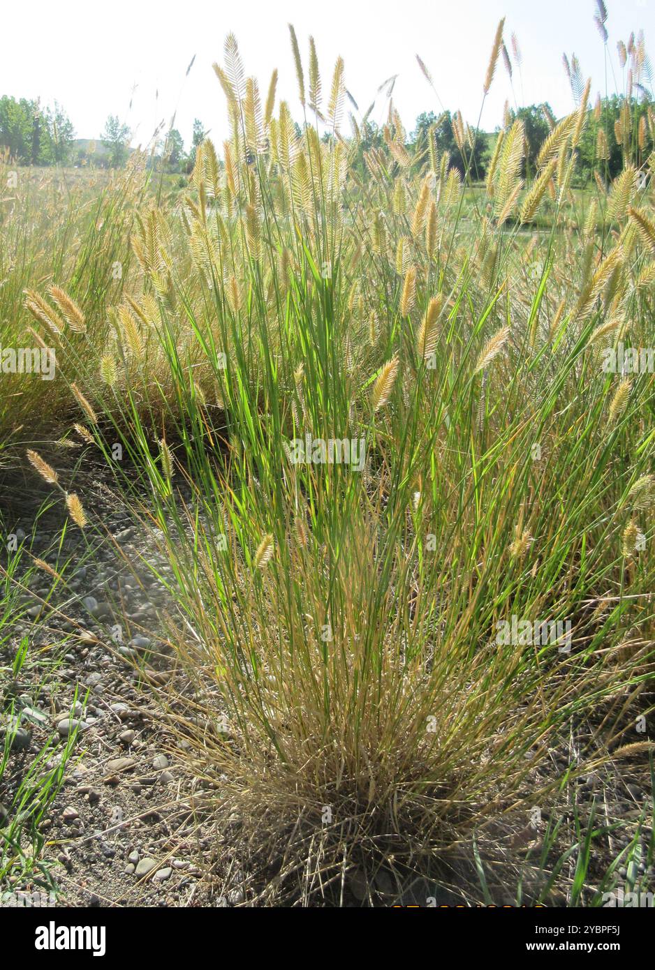 Crested Wheatgrass (Agropyron cristatum) Plantae Stock Photo - Alamy
