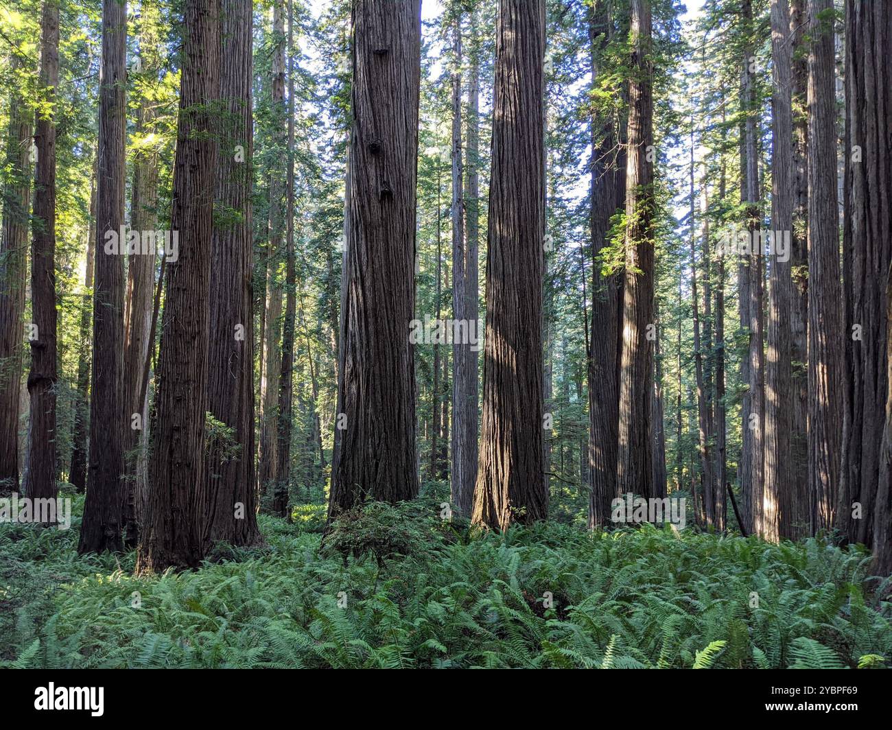 coast redwood (Sequoia sempervirens) Plantae Stock Photo - Alamy