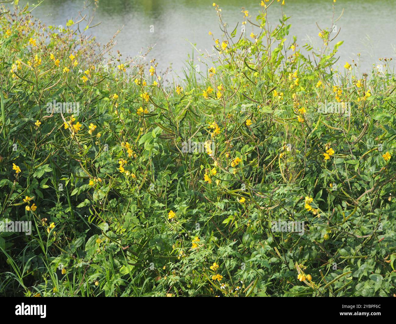 Coffee Senna (Senna occidentalis) Plantae Stock Photo - Alamy