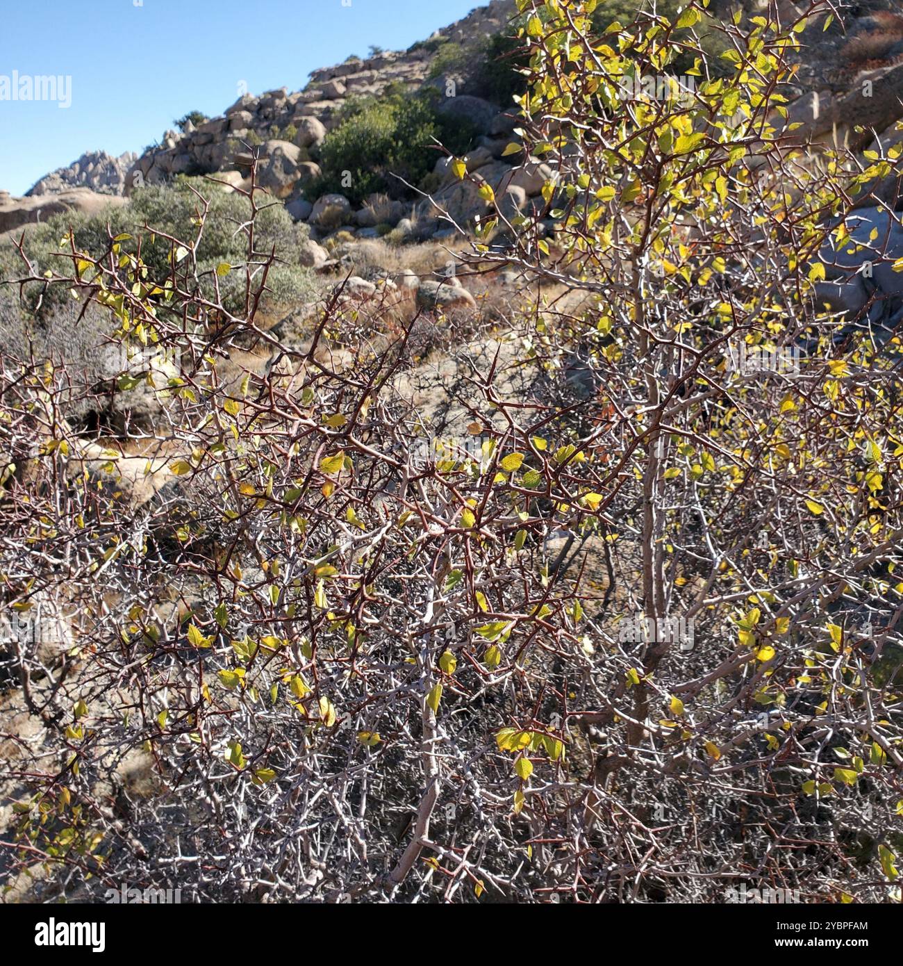 Desert Apricot (Prunus fremontii) Plantae Stock Photo - Alamy