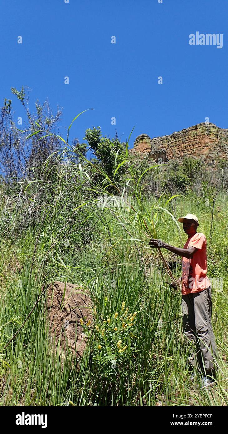 Itchgrass (Rottboellia cochinchinensis) Plantae Stock Photo - Alamy
