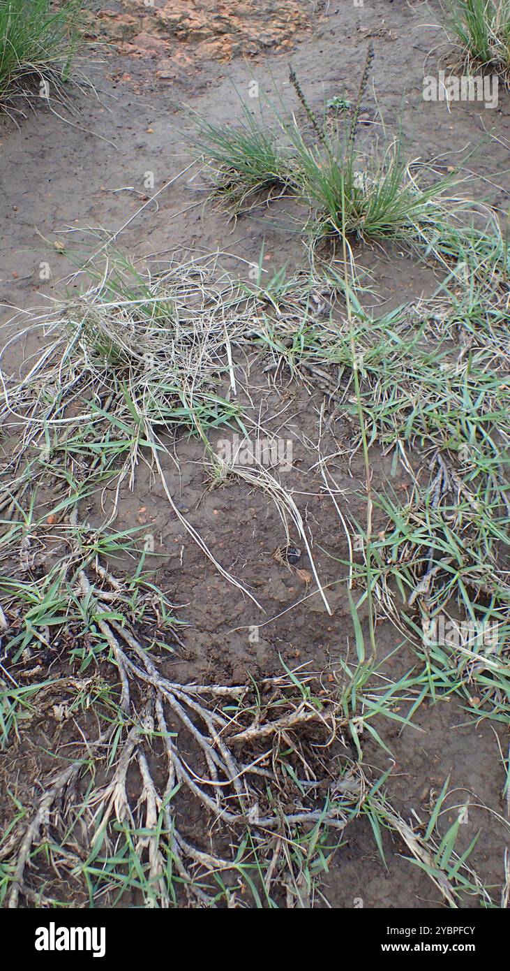 Paspalum notatum hi-res stock photography and images - Alamy