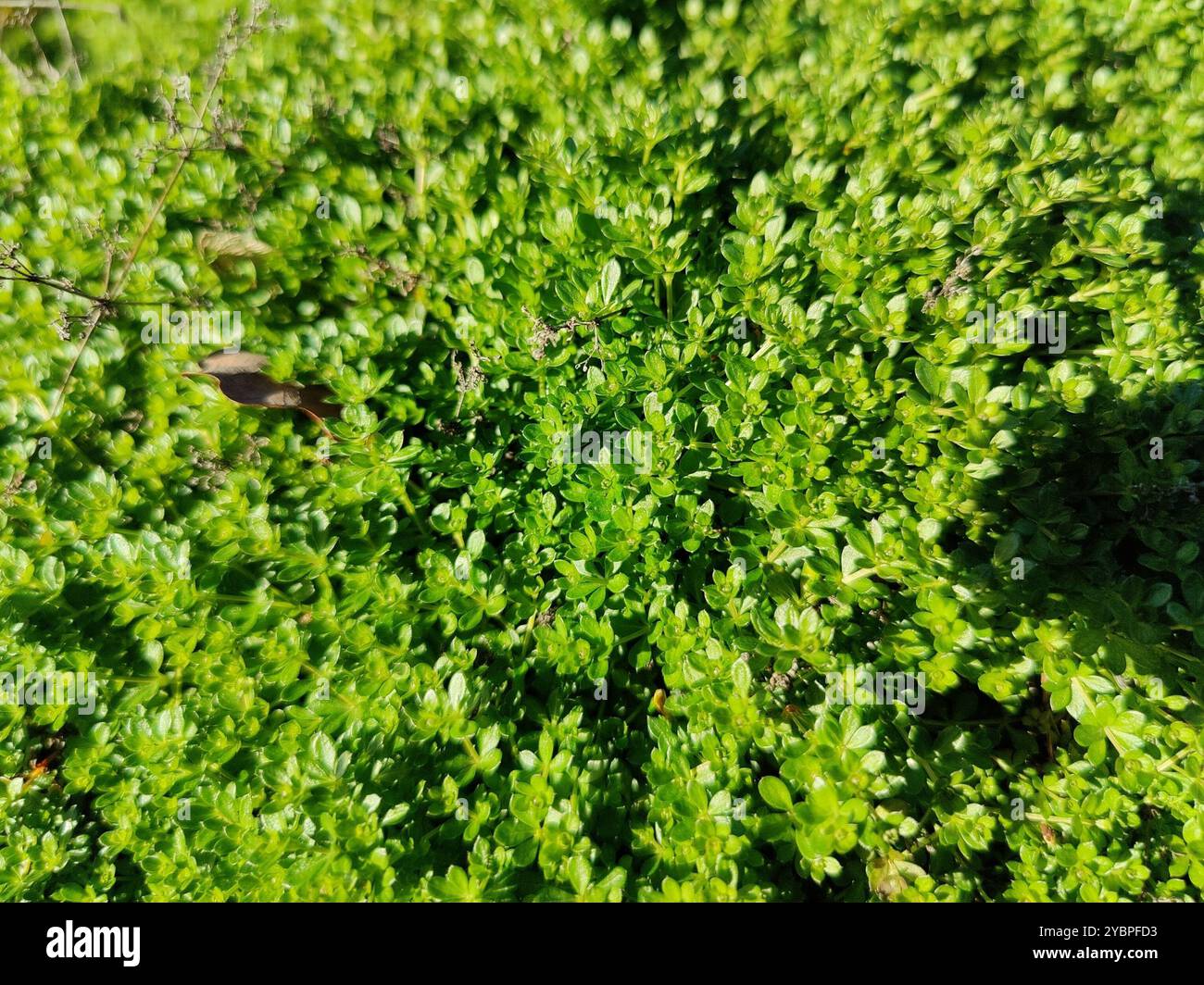 Heath Bedstraw (Galium saxatile) Plantae Stock Photo - Alamy