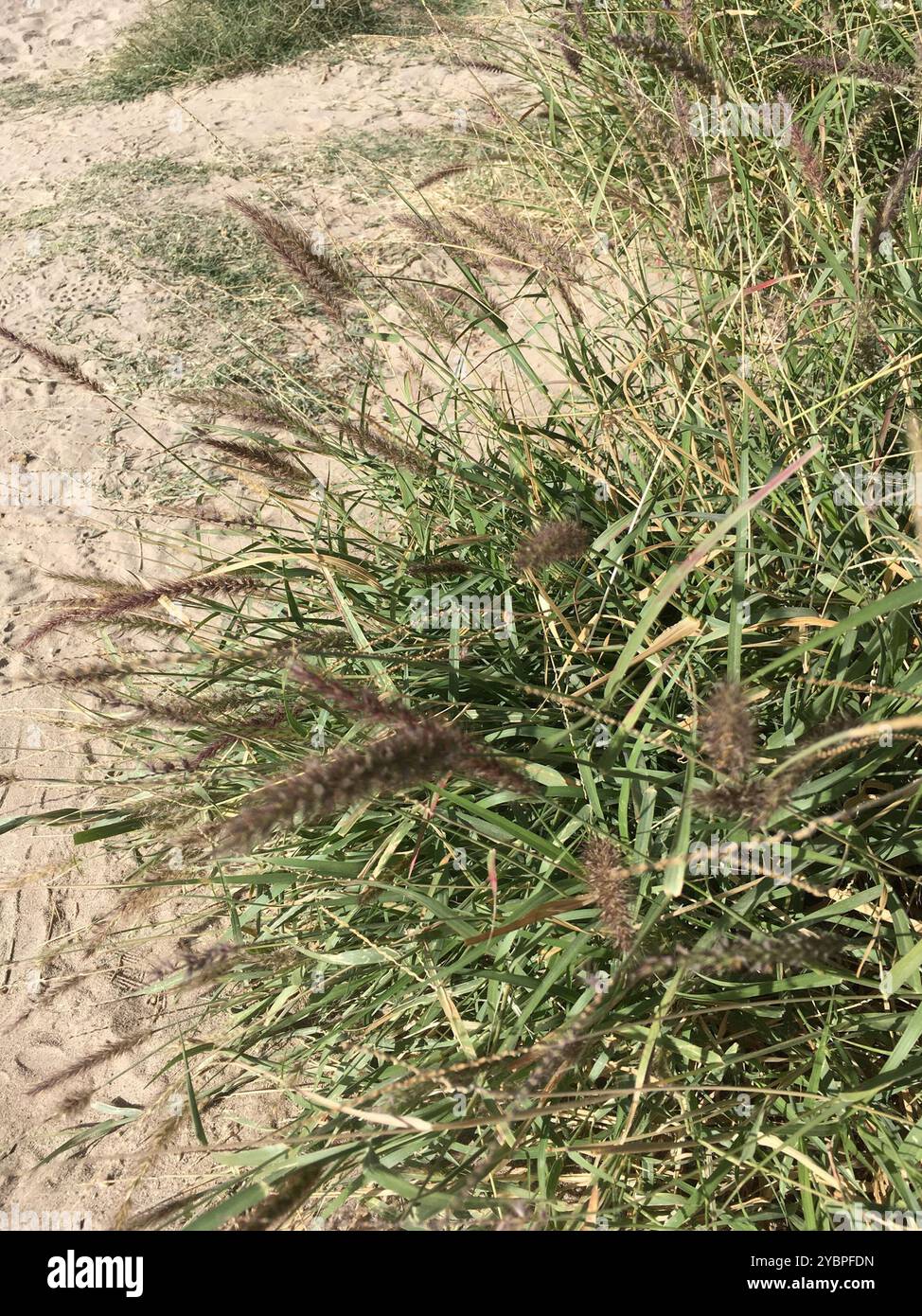 buffelgrass (Cenchrus ciliaris) Plantae Stock Photo - Alamy