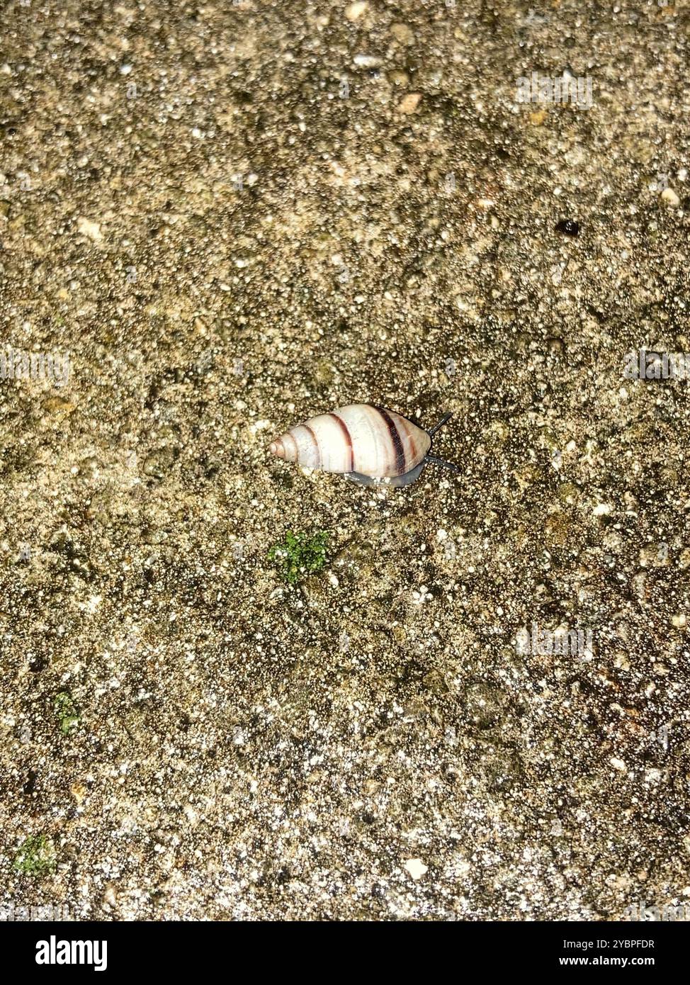 West Indian Bulimulus (Bulimulus guadalupensis) Mollusca Stock Photo ...