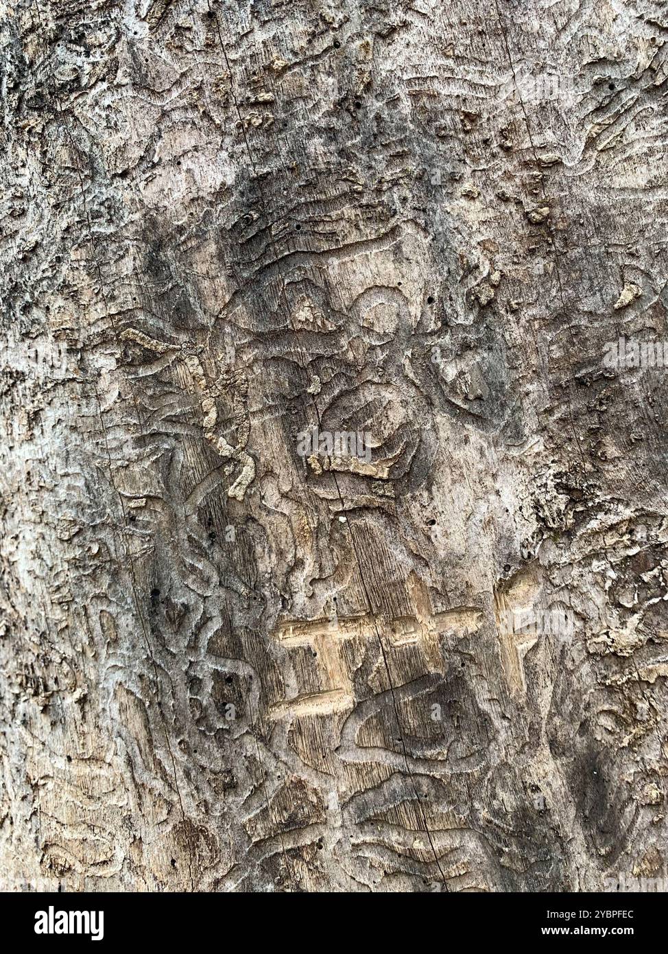 Emerald Ash Borer (Agrilus planipennis) Insecta Stock Photo - Alamy