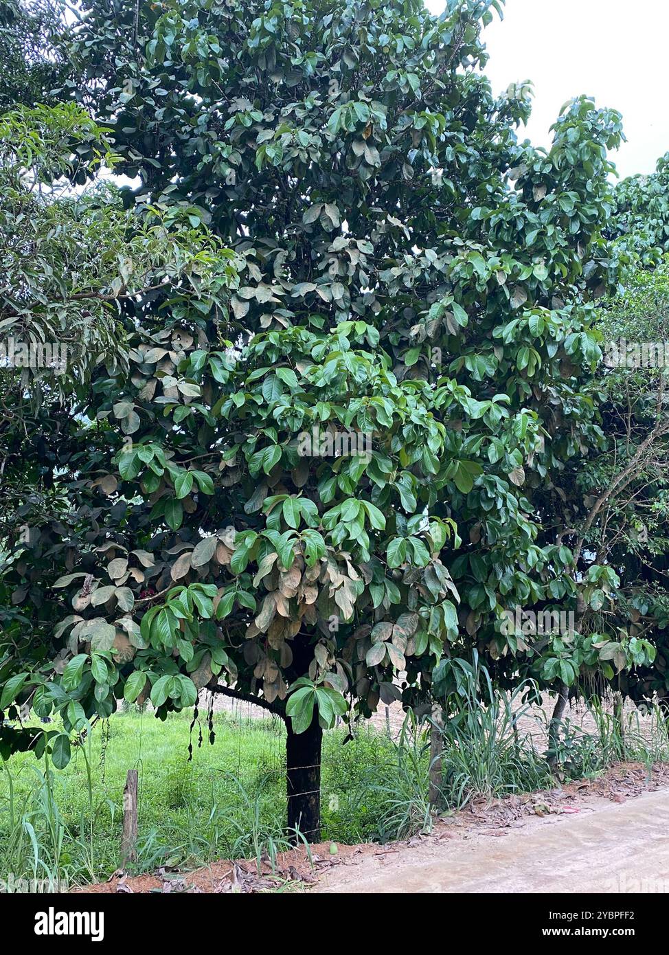 Waterberries (Syzygium) Plantae Stock Photo - Alamy