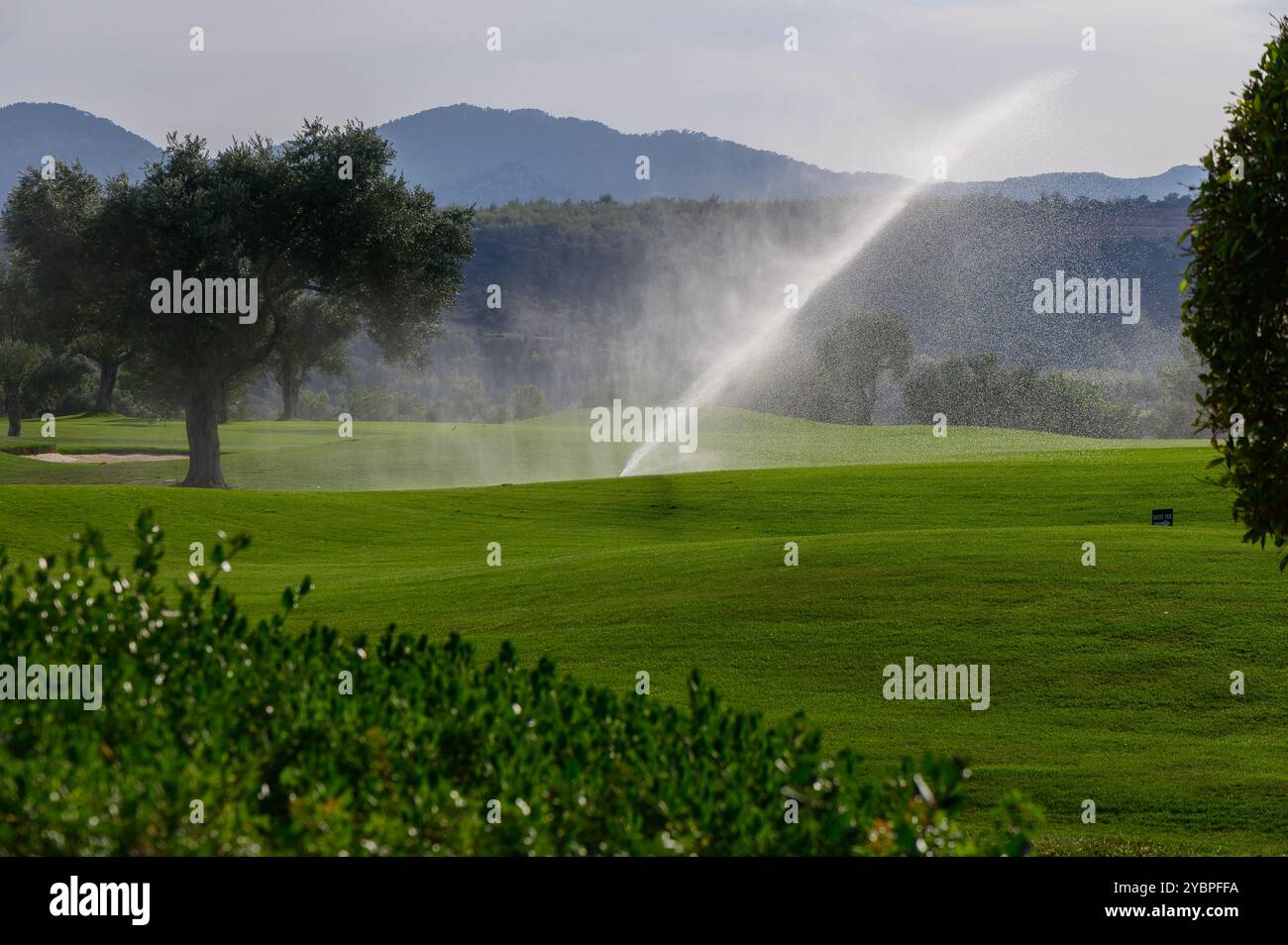 The sunlit golf course is alive with vibrant greenery, where sprinklers ...