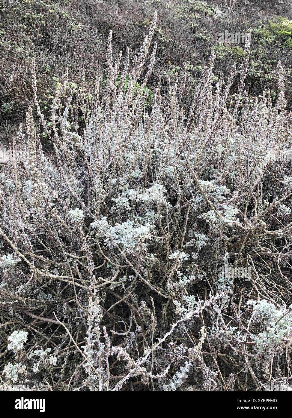 coastal sagewort (Artemisia pycnocephala) Plantae Stock Photo - Alamy